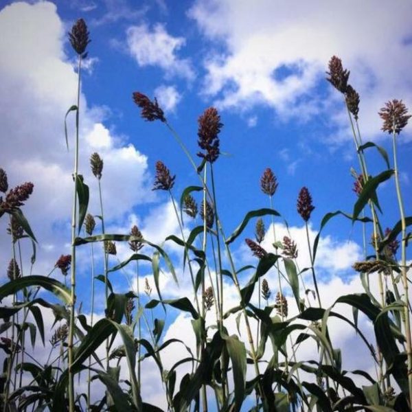 Sorghum Festival - Springfield-Washington County KY Chamber of Commerce